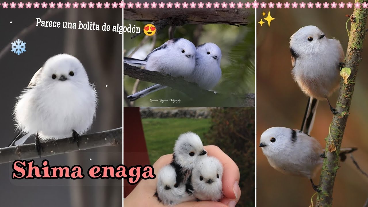 El Adorable Pajarito Japonés Conocido como Hadas de la Nieve ️😍 - YouTube