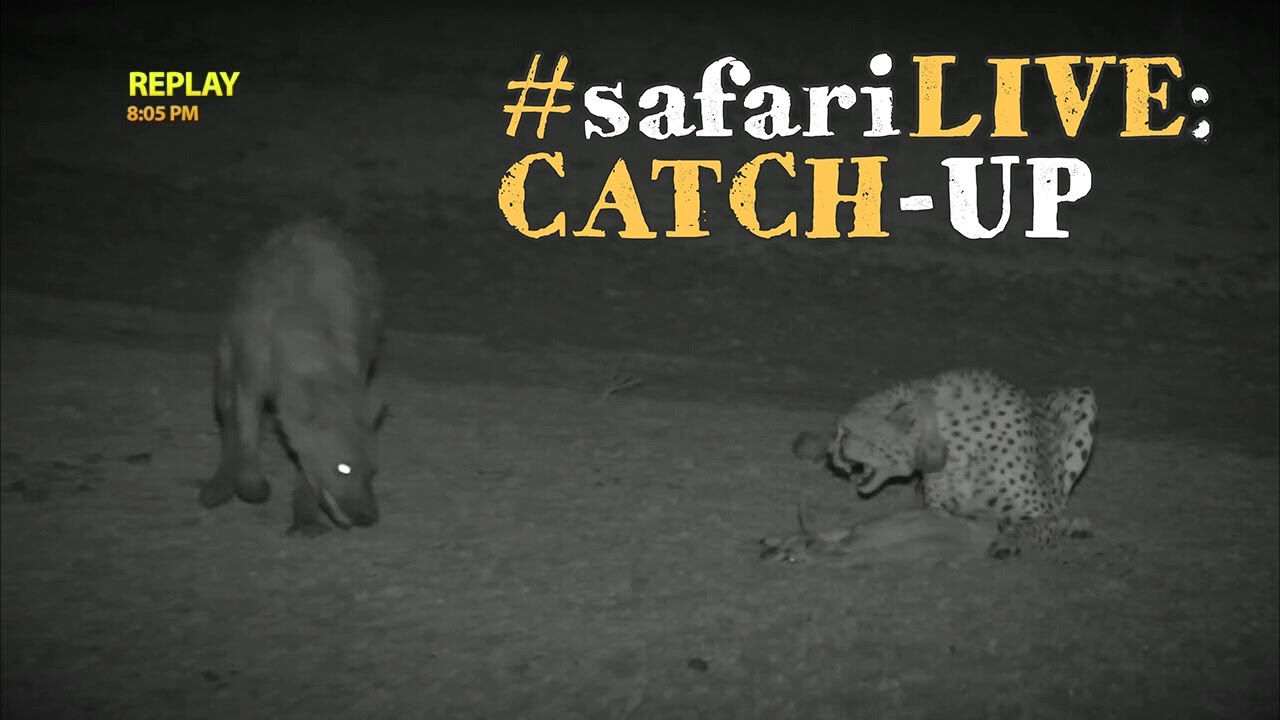 Last week on safariLIVE: Cheetah vs hyena food fight! - YouTube