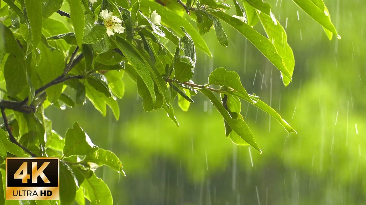 Relaxing Music & Rain Sounds 🌿 Beautiful Piano Music, Background Music ...