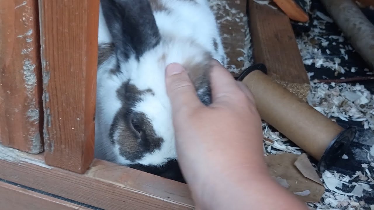 my rabbit died today - YouTube
