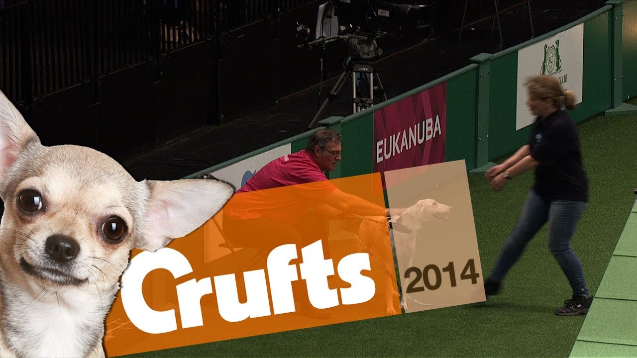 FAIL | Rescue Dog Runs Away! | Crufts 2014 - YouTube