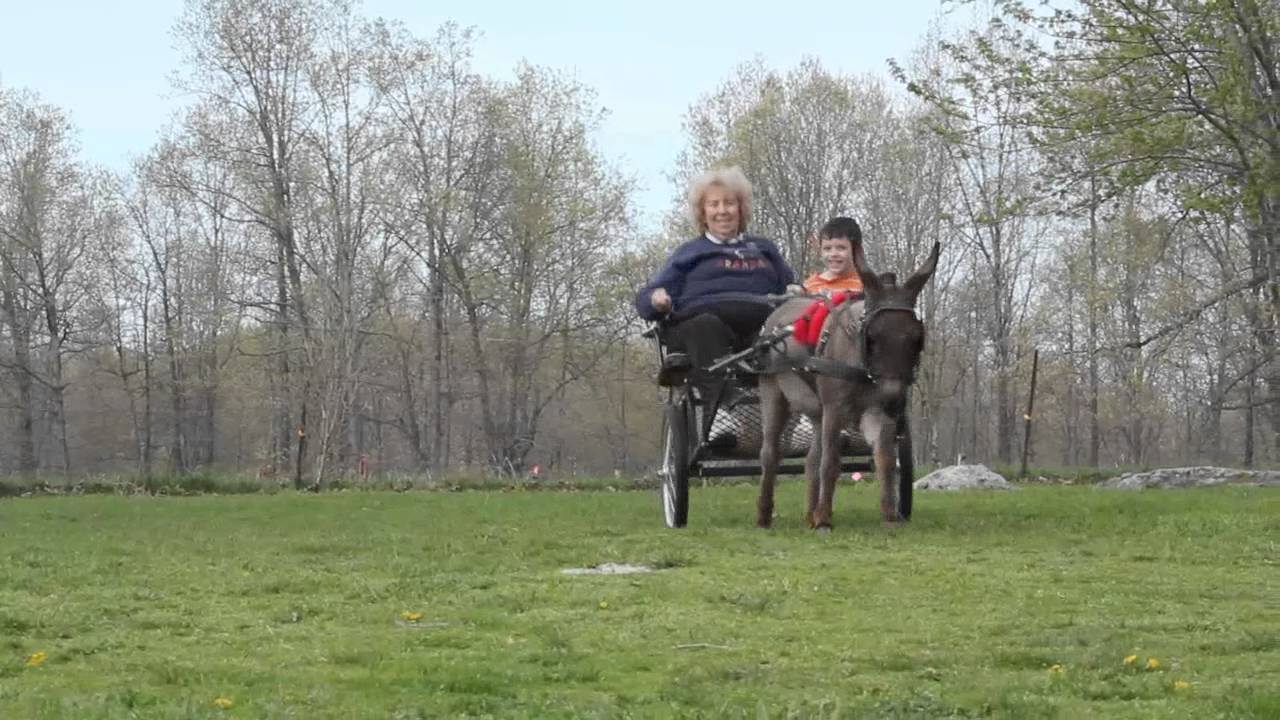 Registered Miniature Cart Donkey - YouTube