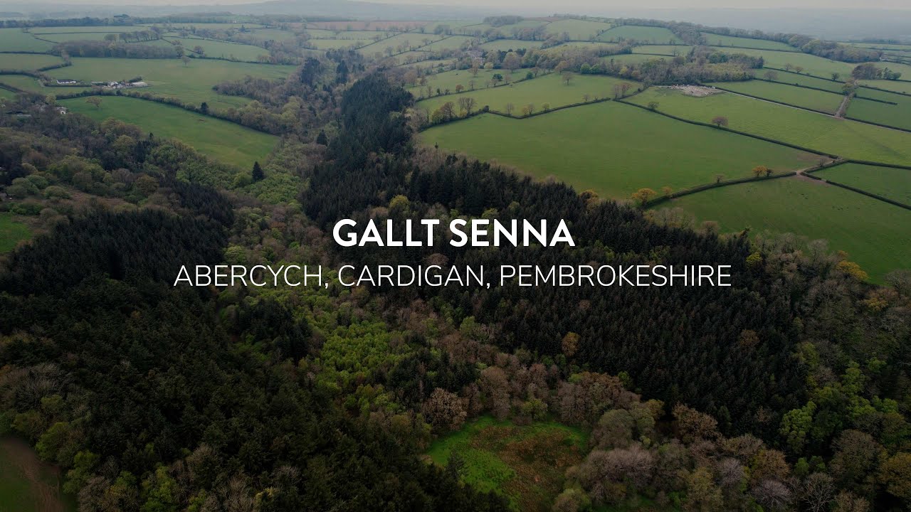 Goldcrest Land & Forestry Group | Gallt Senna - YouTube