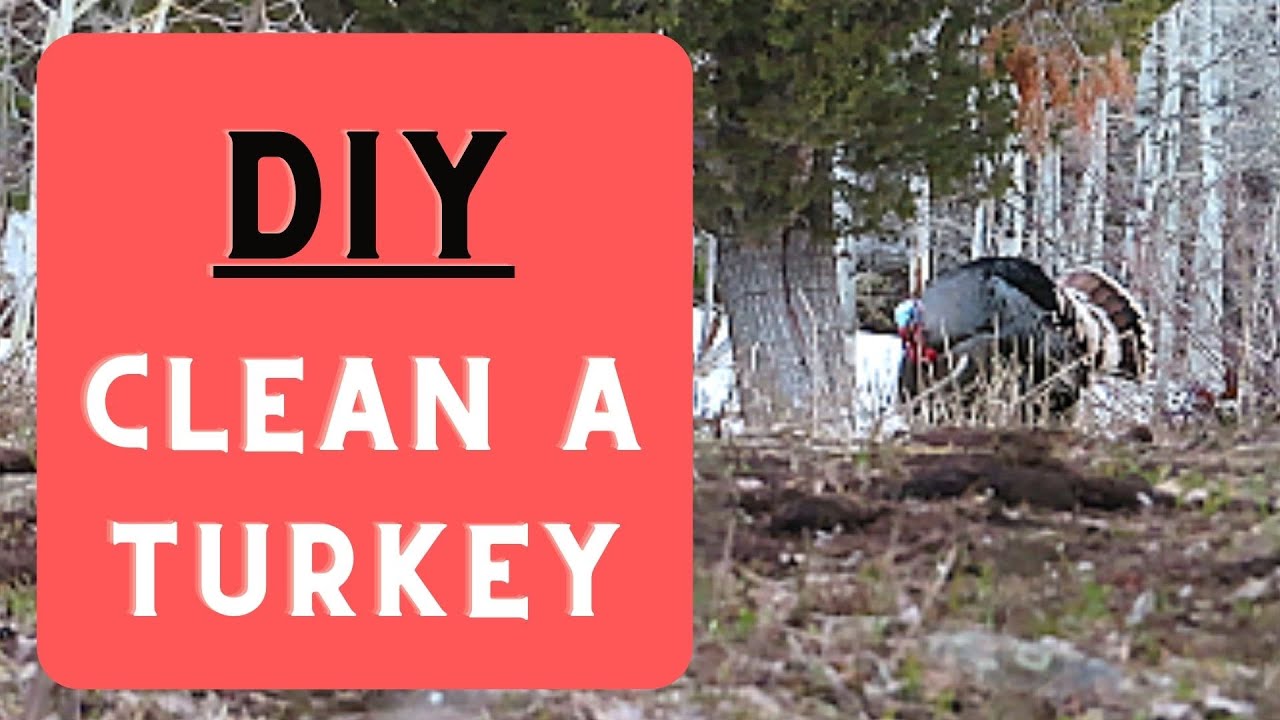 How to Clean a Wild Turkey | DIY Removing Meat from a Wild Turkey ...