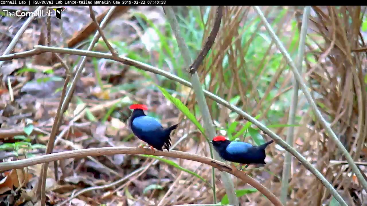 Lance-tailed Manakin Two Males Dance – March 22, 2019 - YouTube