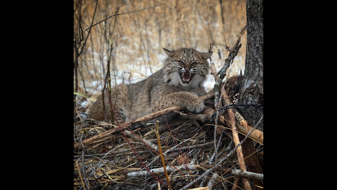 Minnesota Fisher and Bobcat Trapping 2020 - YouTube