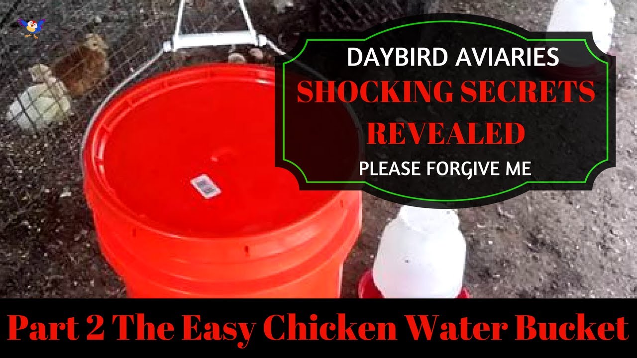 Homemade Chicken Water Buckets How To Make A Gravity DIY Chicken