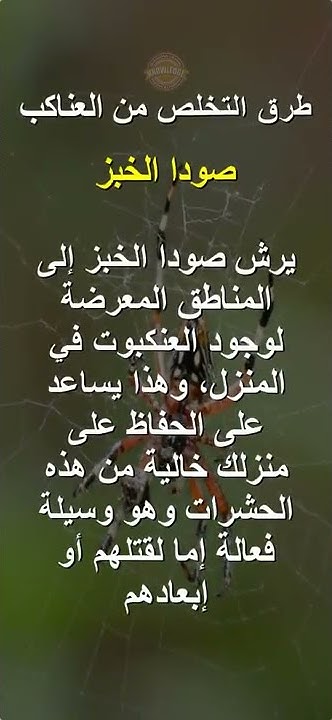 التخلص من العنكبوت في البيت 05 Youtube