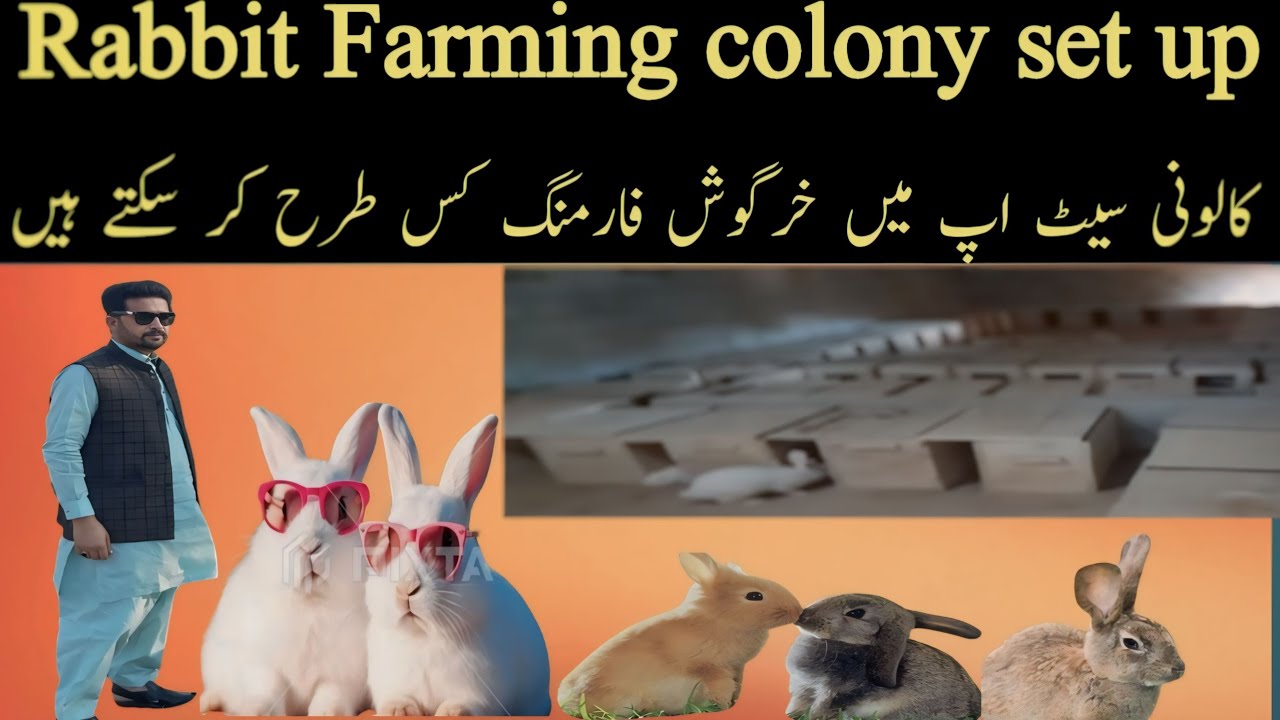 How to start Rabbit Farming colony setup | Rabbit Farming | Fancy ...