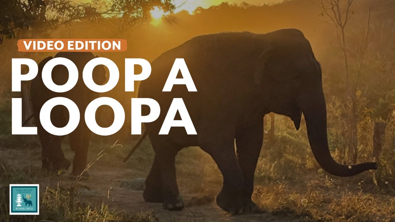 Global Rumblings Podcast- Episode 35, Let's talk about elephant poop ...