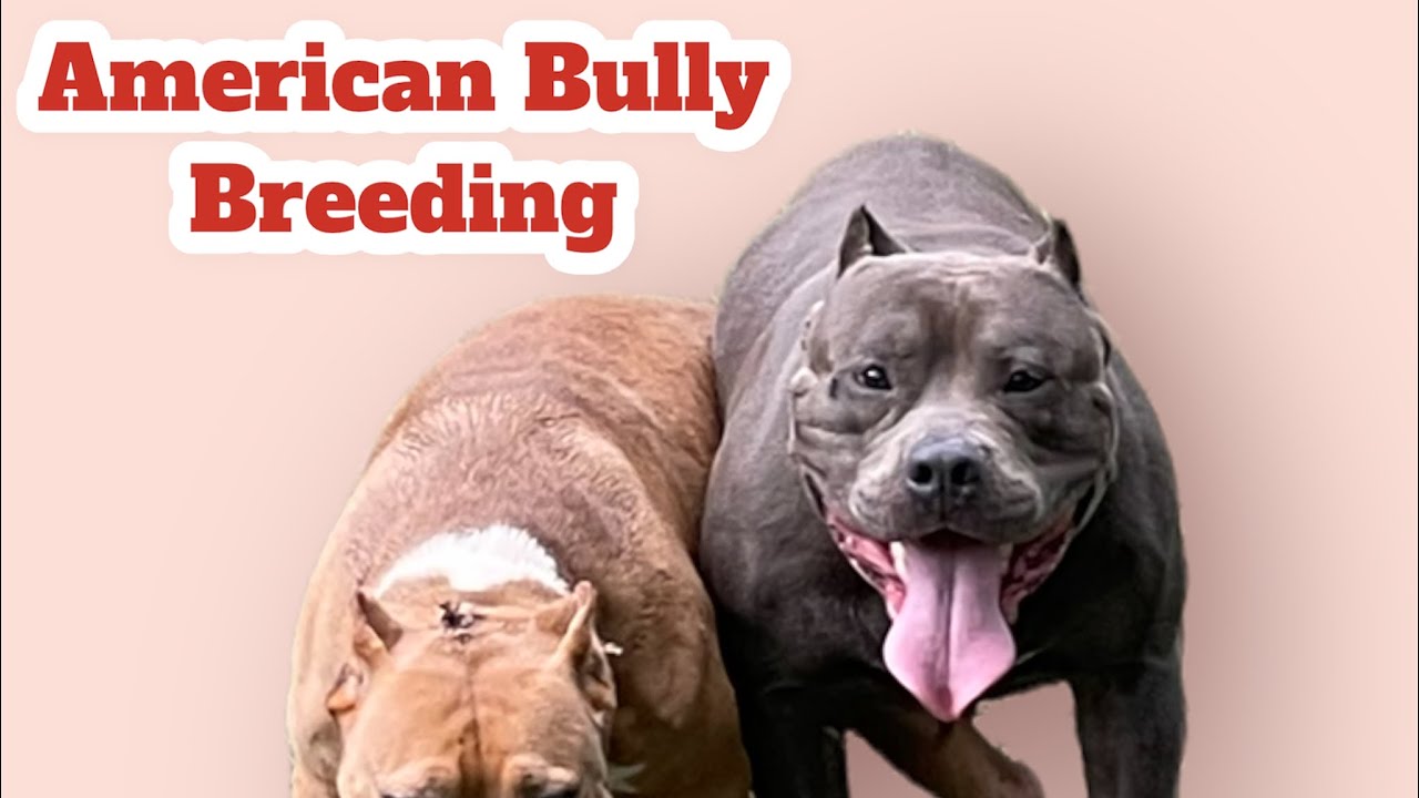 American Bully Breeding - YouTube