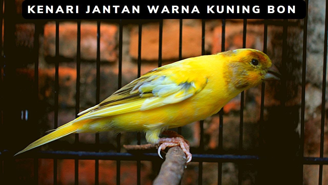KENARI JANTAN WARNA KUNING BON - YouTube
