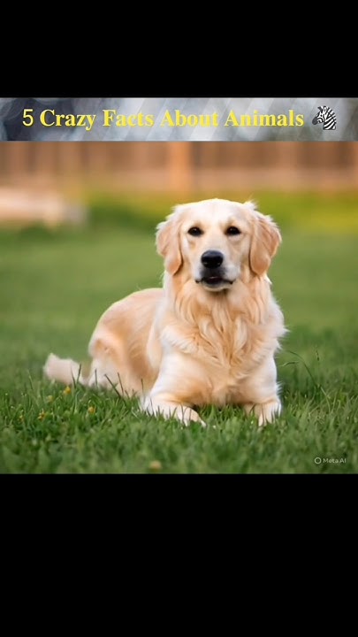 Crazy facts about animals 🐶🦓#shorts - YouTube