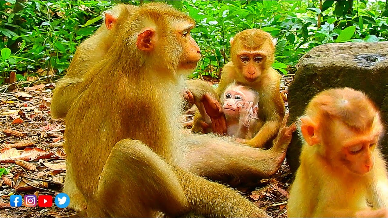 Why Everyone Are So Gentle and Sweet Love To Baby Lumi? Watch His ...