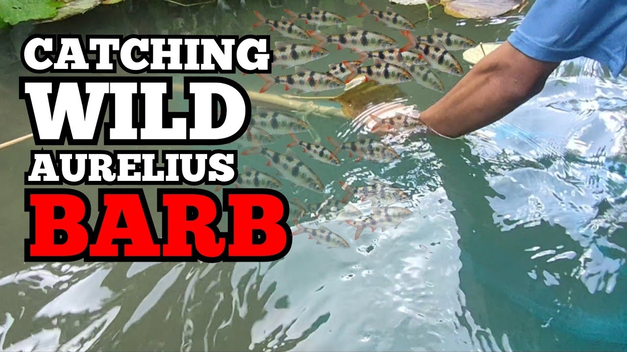 Catching Wild Aurelius Barb in our local River. - YouTube
