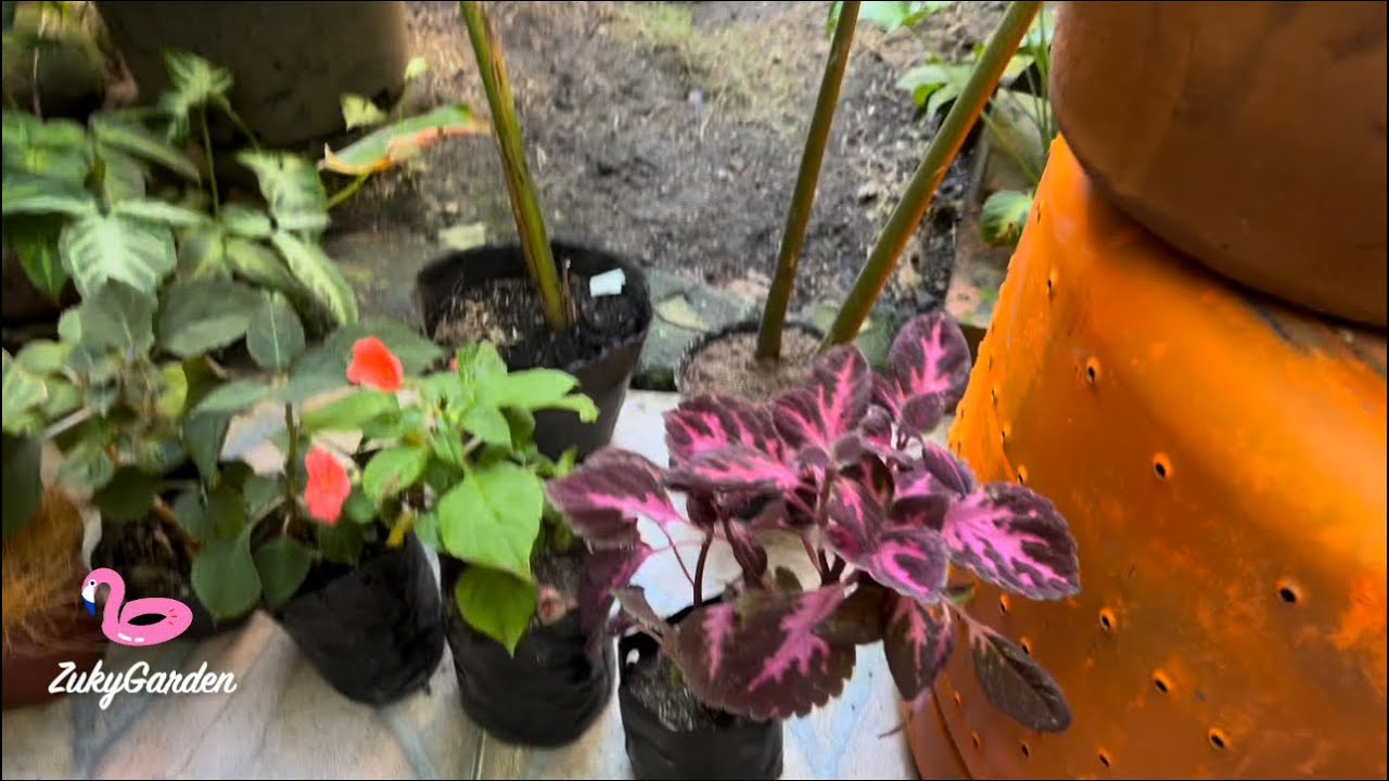 Plantas nuevas!! Sustrato para los novios 🥀🌱💚 - YouTube