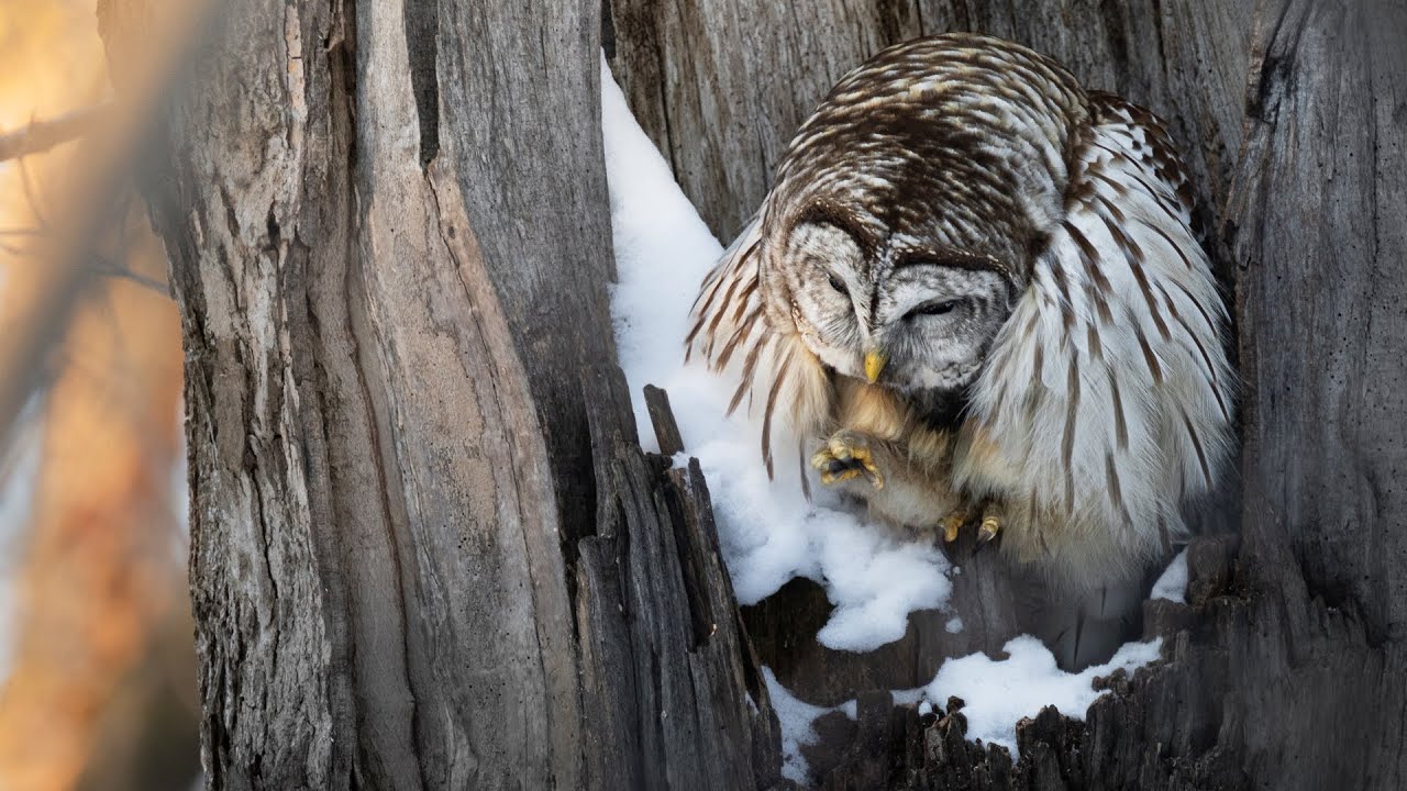 Barred Owl Hunting | Bird Photography w/ Sigma 100-400 - YouTube