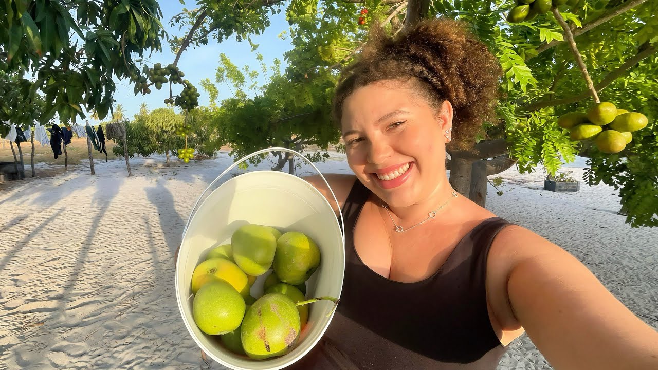 MUITA MANGA COITÉ CAINDO 🙌🏻🥭 Vamos colher comigo? 👩🏼‍🌾 - YouTube