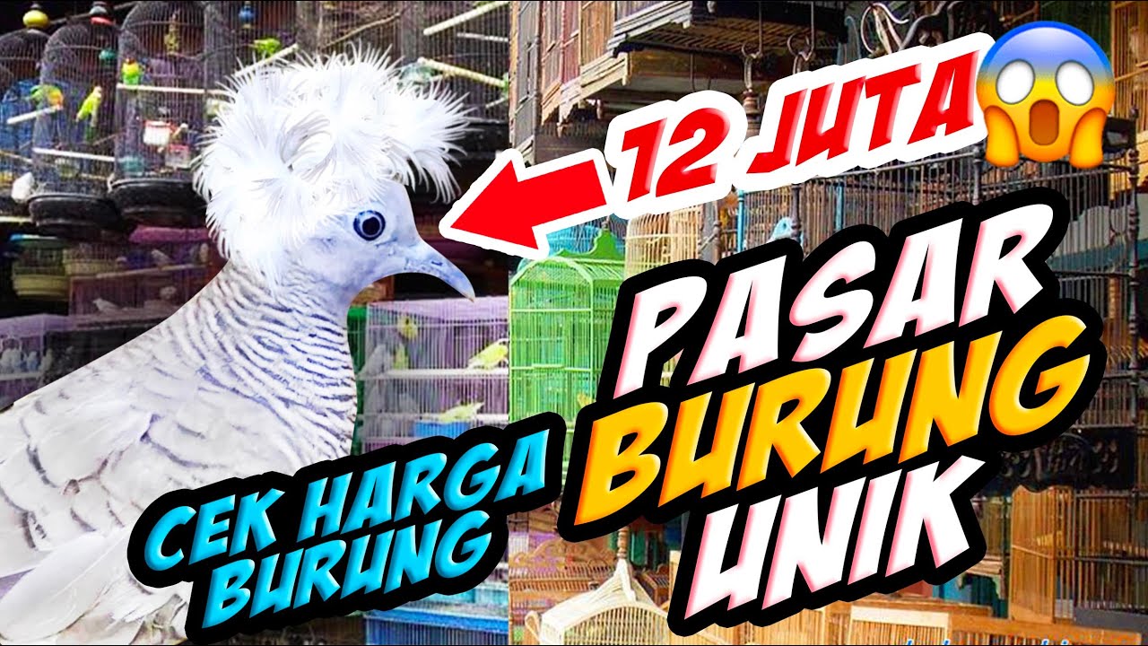 Cek Harga Burung Ter Murah Langka, di Pasar Burung Kota Semarapura ...