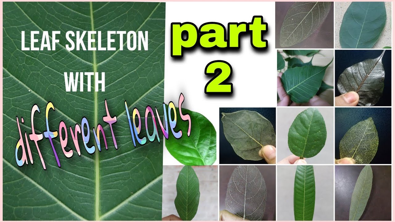tried making 🍂🍁🌿🍃a variety of leaf skeletons..came out 🥰 good|part 2 ...