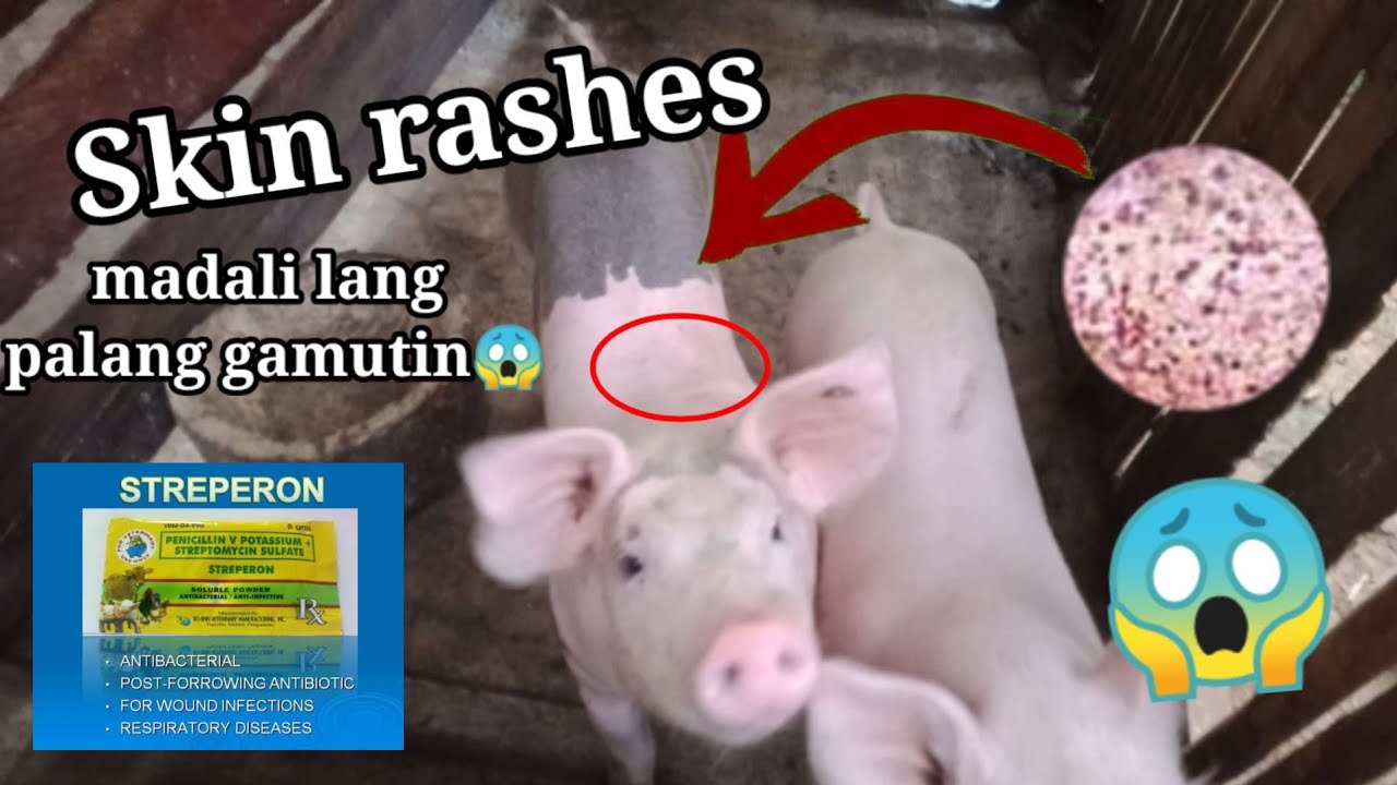 Effective treatment sa skin rashes ng baboy |@agripinoy27 - YouTube