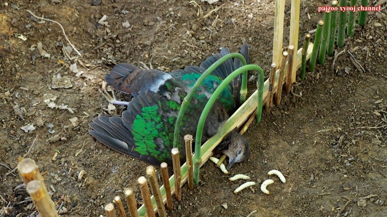 สาวดอย วางกับดักนกในป่าโดยใช้กิ่งไม้เปันกับดัก Hunting trap birds in ...