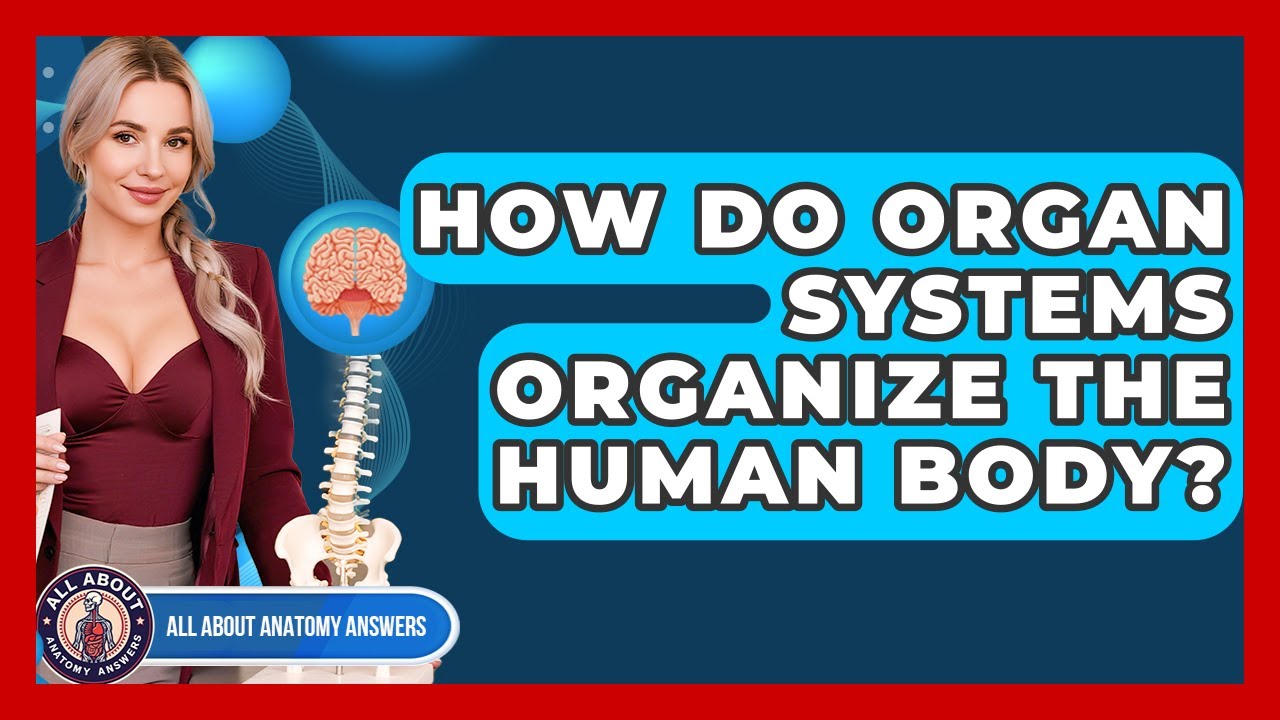 How Do Organ Systems Organize The Human Body? - All About Anatomy ...