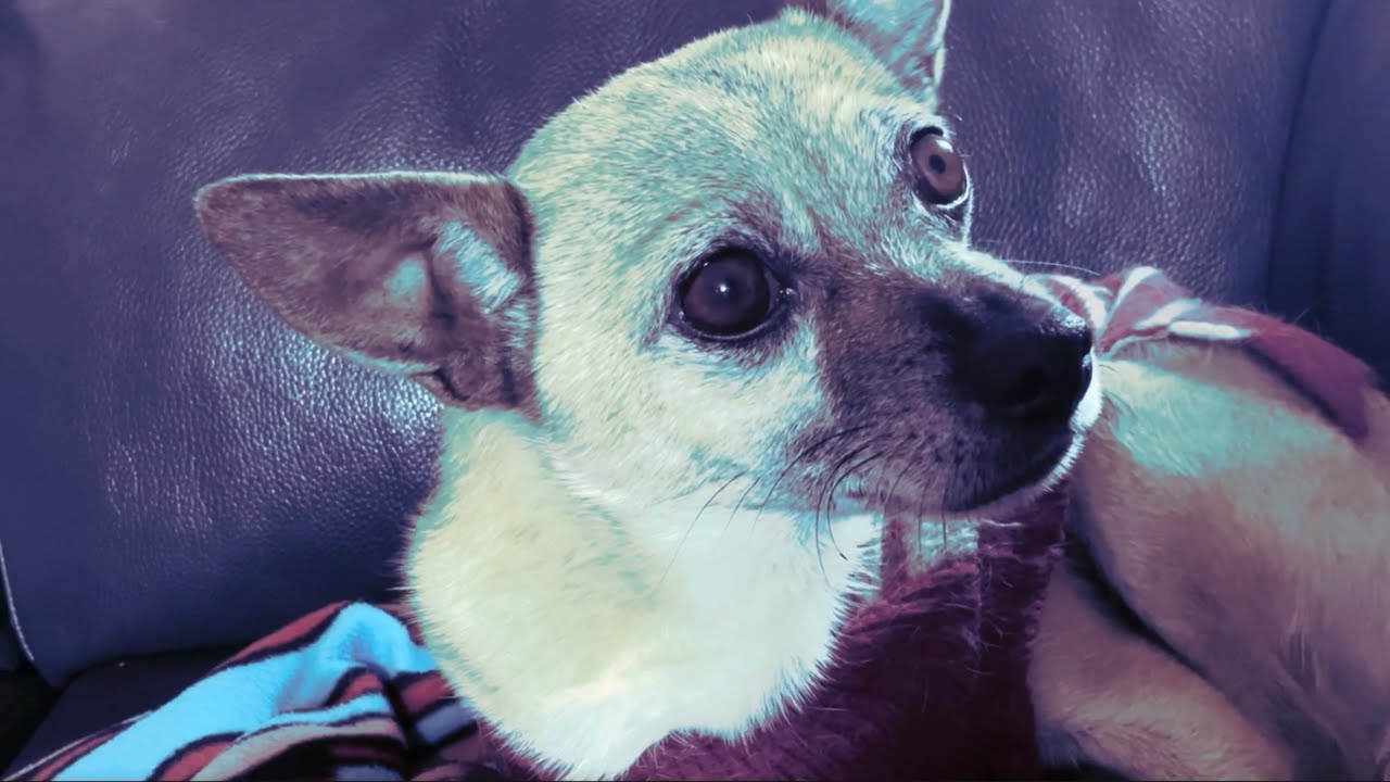 Drakoh - Rat Doggo (Music Video) - YouTube