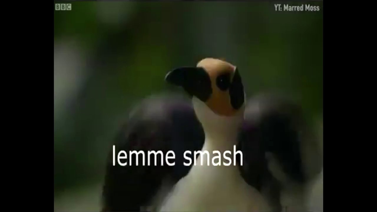 LEMME SMASH V.6 [MEME] - YouTube