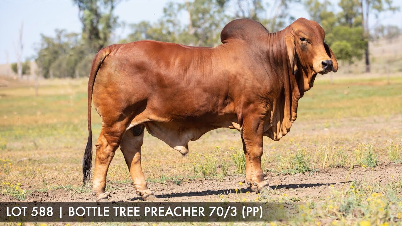 LOT 588 | BOTTLE TREE BRAHMAN WEEK 2024 - YouTube