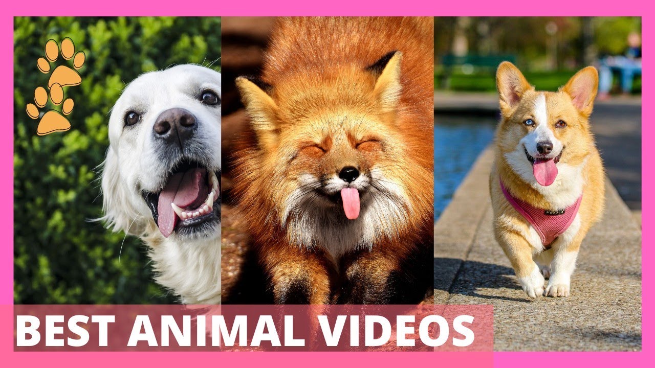Best animal videos, part 1😅😆|The Pet Collective | Funny Paws 😹 - YouTube