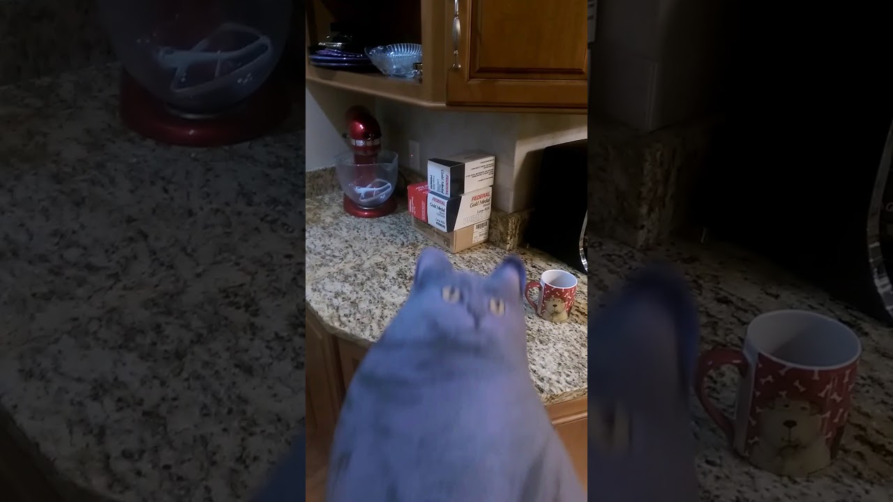 Kiwi Pibble Attacks Stuffed Kitty - YouTube