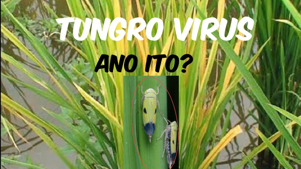 Ano ang Tungro Virus?Paano ito makokontrol? - YouTube