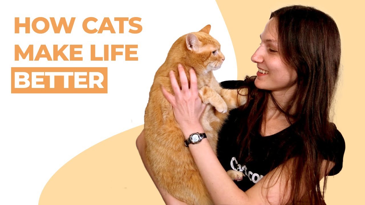 10 Ways Cats Make Life Better - YouTube