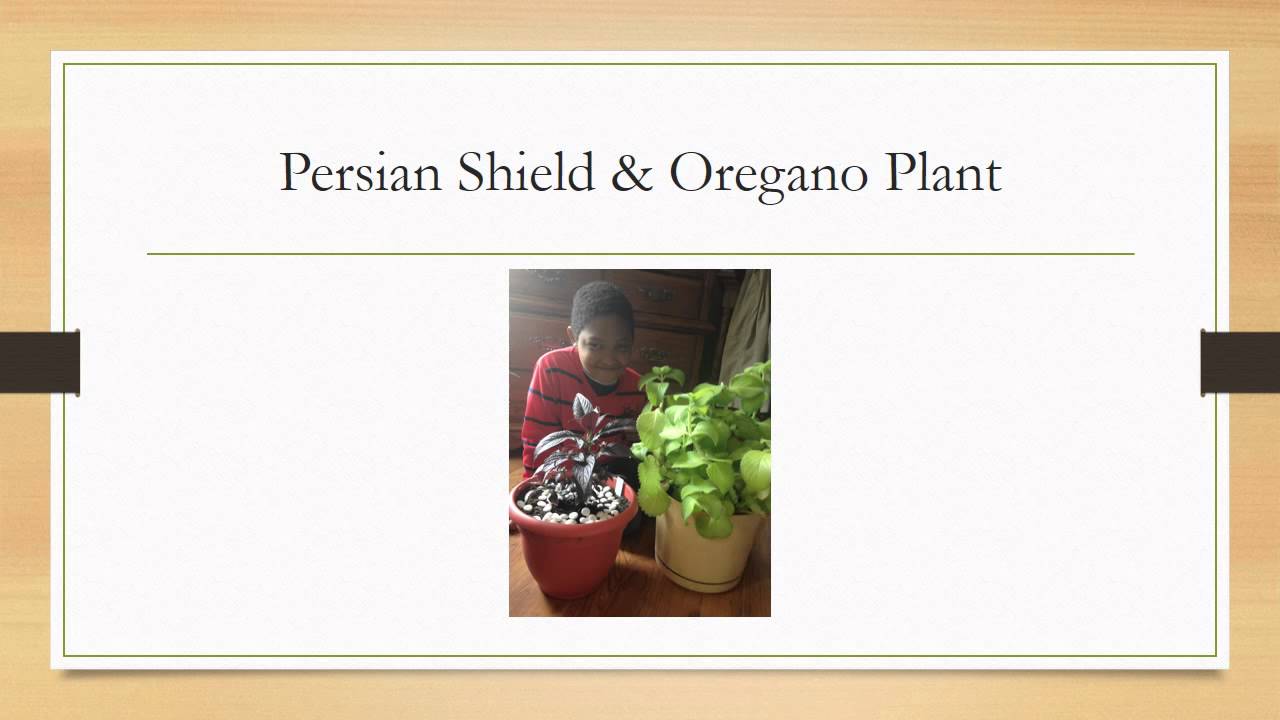 Plant Adventure 2015 - YouTube