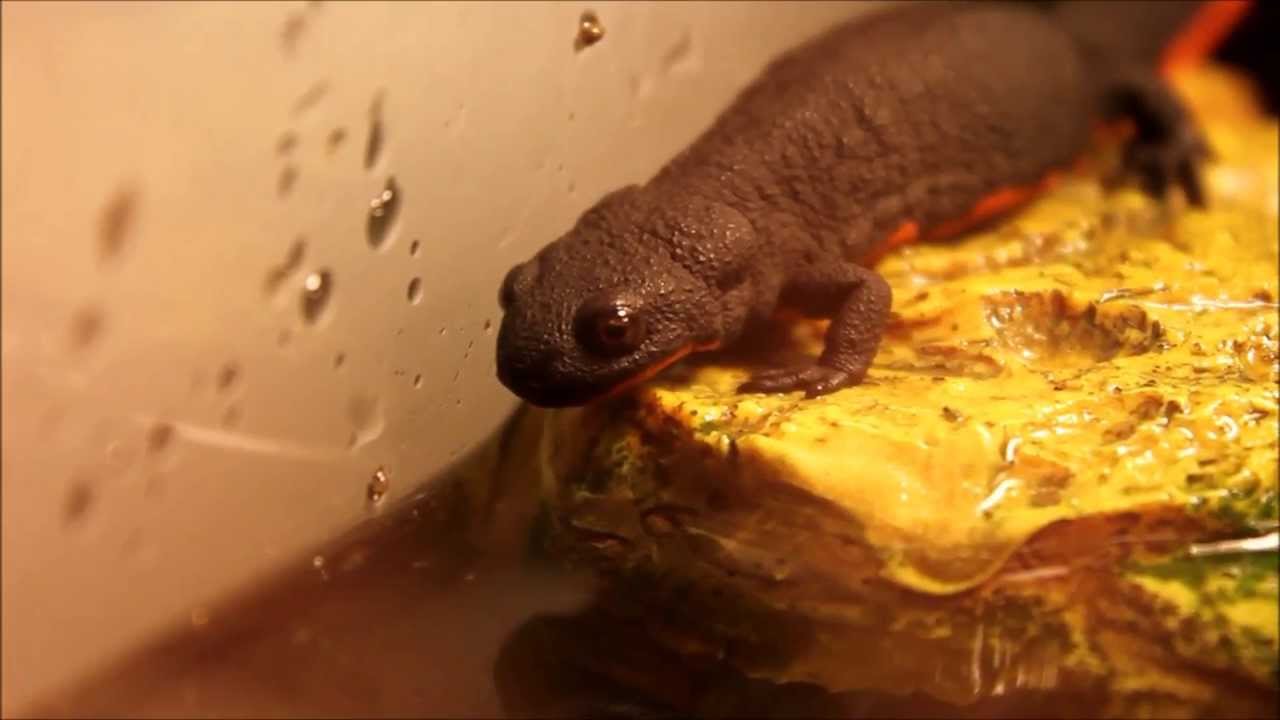 Cynops Orientalis Close Up - YouTube