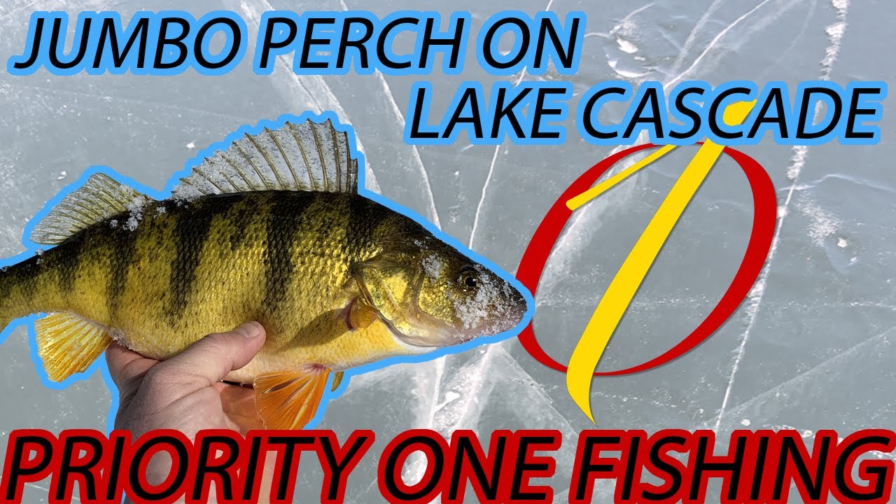 Jumbo Perch On Lake Cascade - YouTube