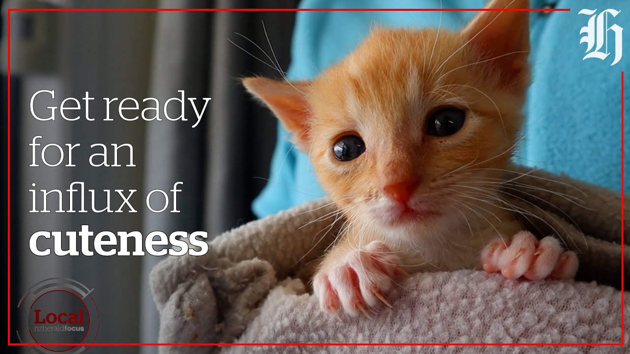 SPCA Masterton is having kittens | Local Focus - YouTube