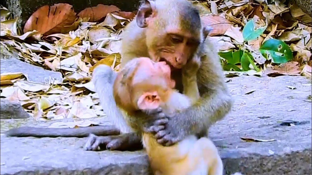 Baby Jovi playing with monkey Brandy happy so much - YouTube