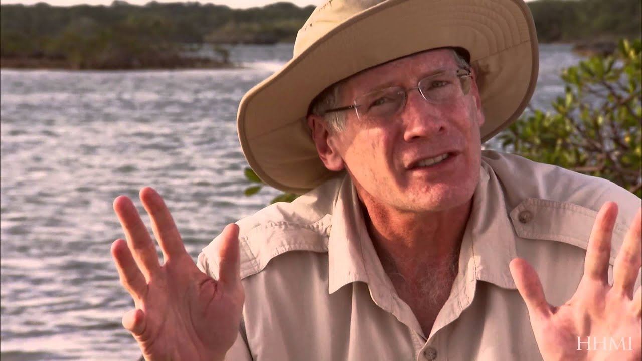 Convergent Evolution of Lizards — HHMI BioInteractive Video - YouTube