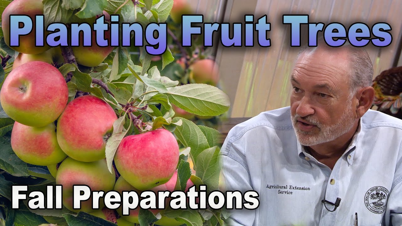 Planting Fruit Trees: Prepare in the Fall to Plant in the Spring - YouTube