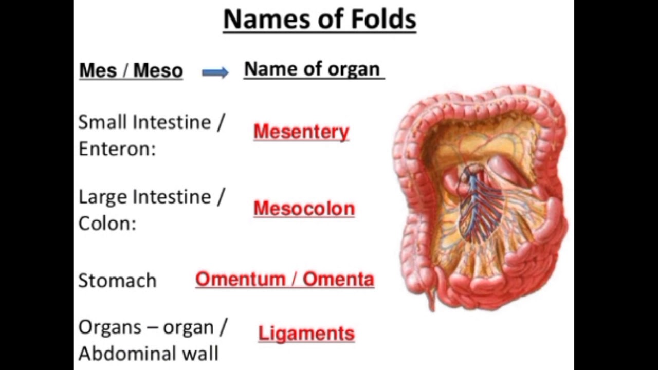 Overview of peritoneum peritoneal cavity and peritoneal reflections ...