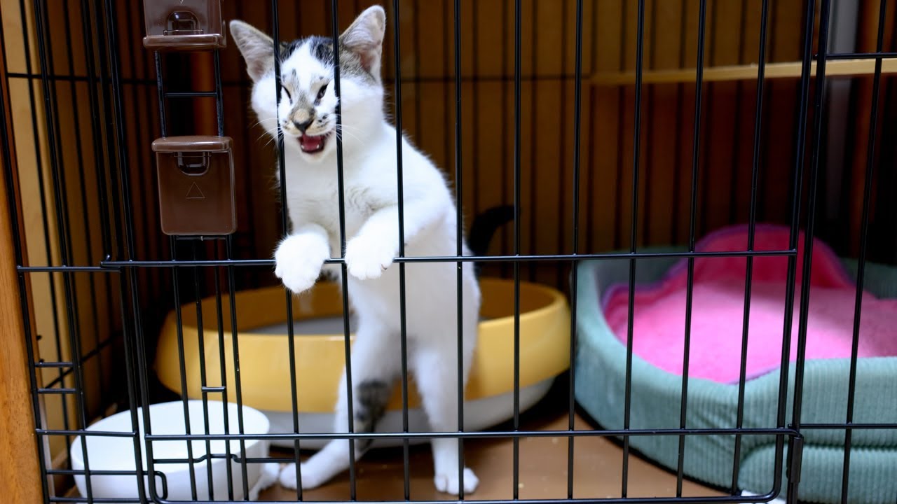 Kittens Meowing and Talking - YouTube