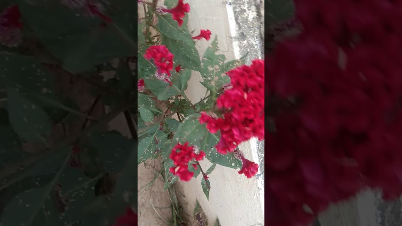 (Murga) plant and Marigold plant mix video of both plant please watch ...