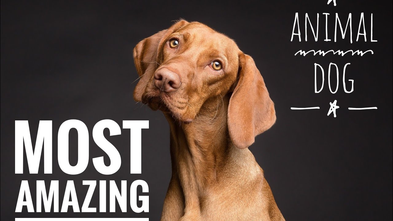 MOST HONESTY AND RUN ANIMAL IN THE DOG 🐶🐶🐶 - YouTube