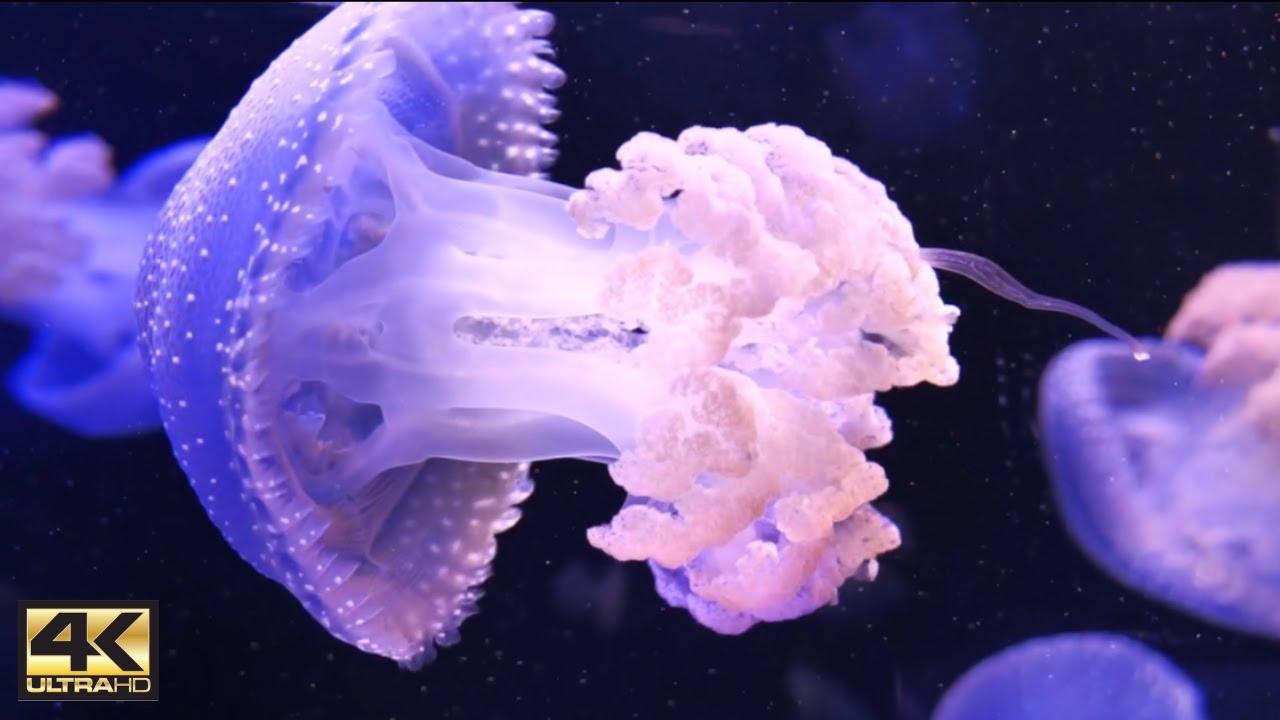 Underwater Scenes | Jelly Fish | Relaxing and Soothing Music for Sleep ...