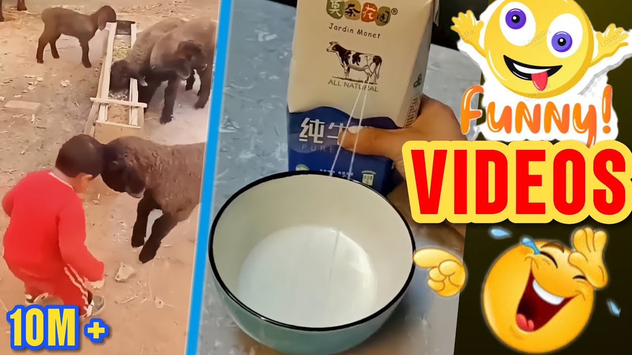 most Funniest videos 🤣 🤣| funny videos - YouTube