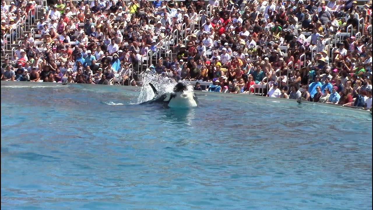 Corky's mouth open fast swim at SeaWorld San Diego Aug 6, 2022 - YouTube