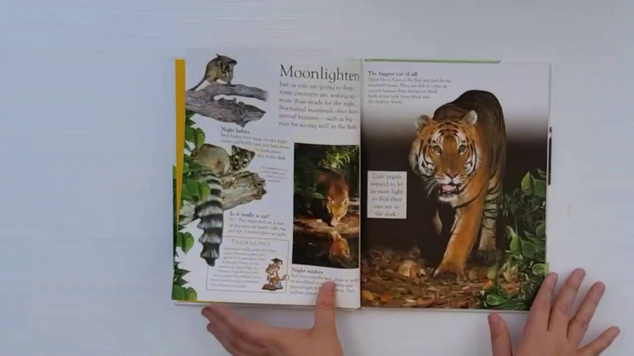 DK eyewonder Mammals - YouTube
