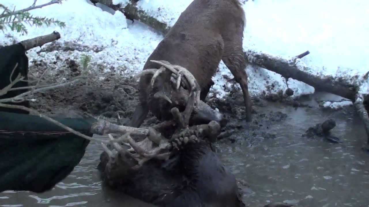 Whitetail Bucks Locked up - YouTube